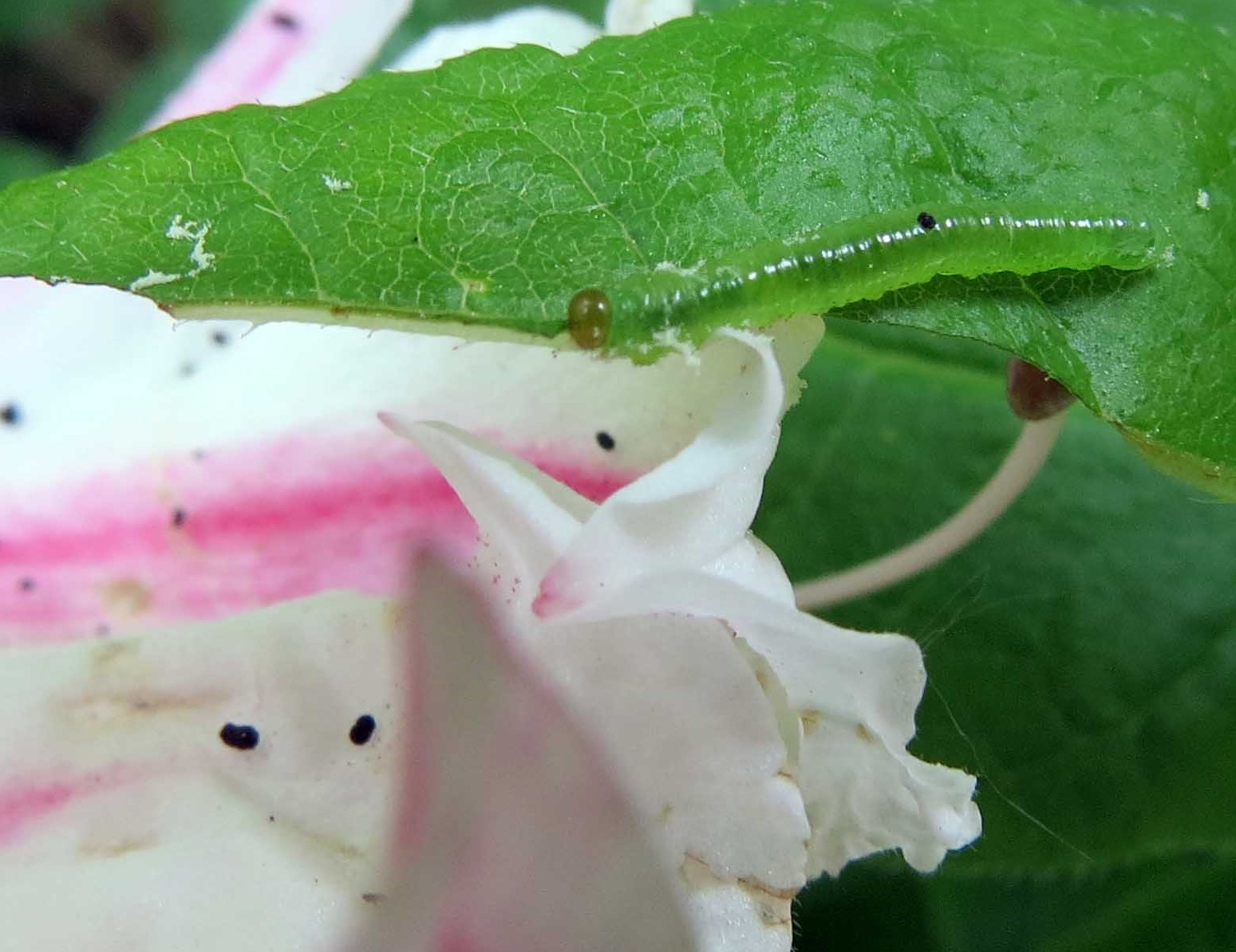 Linda Gilkeson | West Coast Gardening | West Coast Gardening: Natural ...