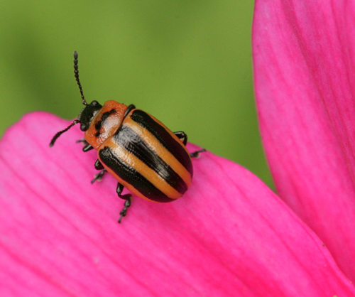 Linda Gilkeson | West Coast Gardening | West Coast Gardening: Natural ...