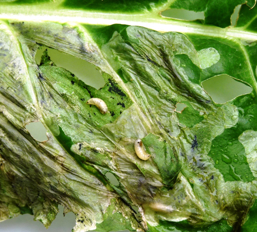 Linda Gilkeson | West Coast Gardening | West Coast Gardening: Natural ...