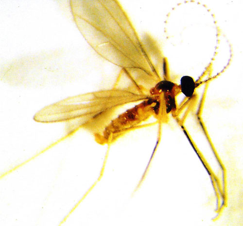 Linda Gilkeson | West Coast Gardening | West Coast Gardening: Natural ...