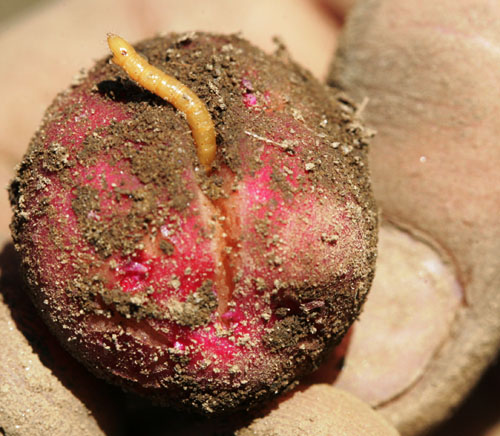 Linda Gilkeson | West Coast Gardening | West Coast Gardening: Natural ...