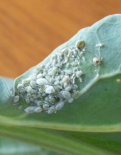 Linda Gilkeson | West Coast Gardening | West Coast Gardening: Natural ...