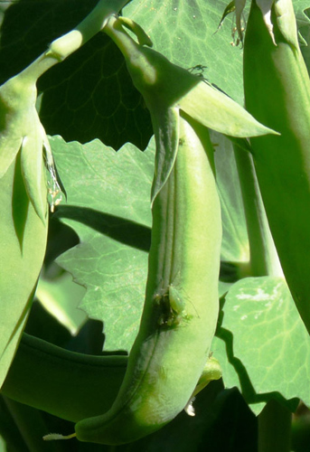 Linda Gilkeson | West Coast Gardening | West Coast Gardening: Natural ...